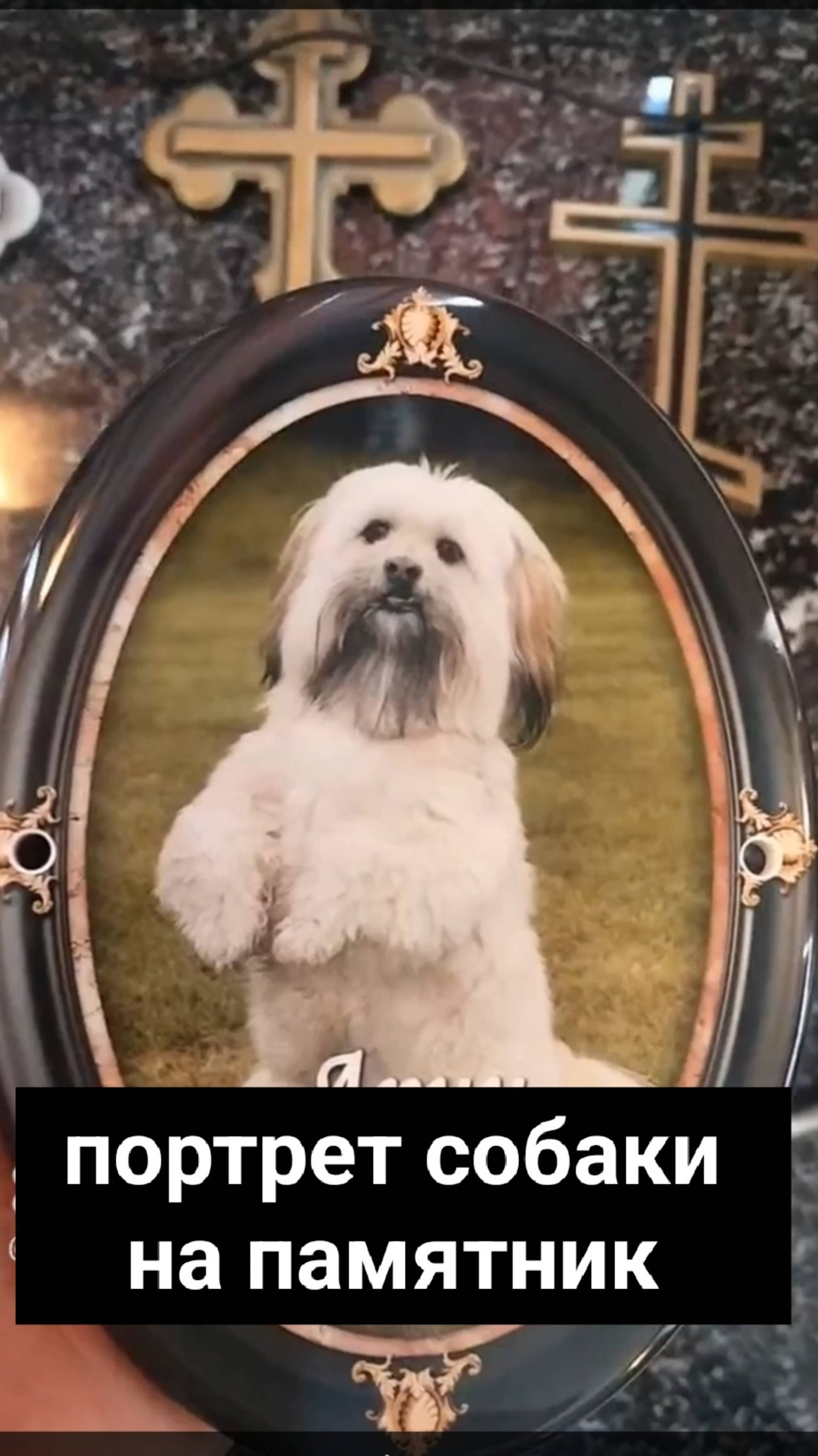 Цветной портрет домашнего животного на керамике. Памятник на кладбище. Могила домашнего животного.