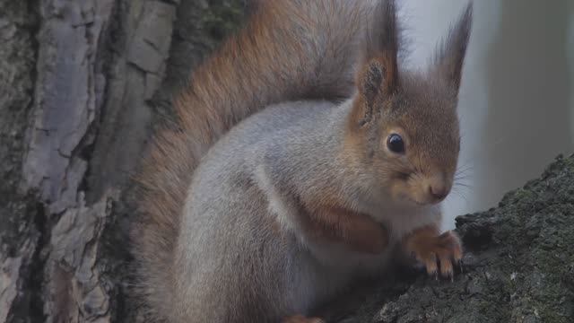 "Тяжёлые времена"
1 серия - Очарование живой природы