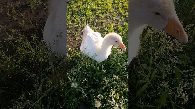 Что случилось с гусятами👀