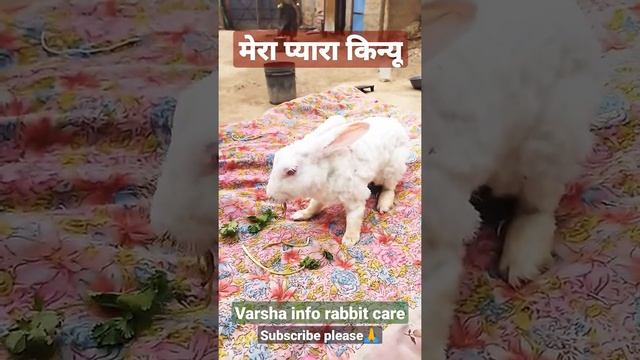 खरगोश हरा धनिया खा रहा है | rabbit eating green coriander 🐇❤ #rabbit #shorts #food #bunny #love