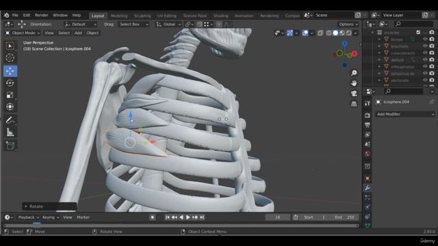 2. Anatomy The Upper Body 13 - Sarratus