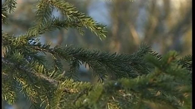 2001 12   Мегионский лесхоз  Новогодние елки