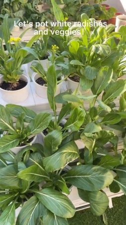 Grow your own radishes and veggies with LetPot MP1 #shorts