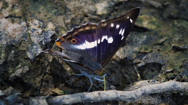 Очарование живой природы (Trailer)