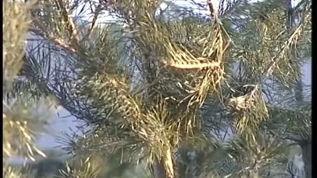 2002 12  Мегион Лесхоз Новогодние елки