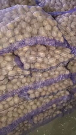 Картофель бриз 2 сорт
