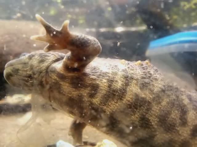 Испанский тритон дома. tritón.