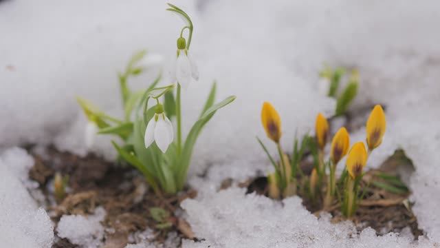 "Возвращение весны"
2 серия - Очарование живой природы