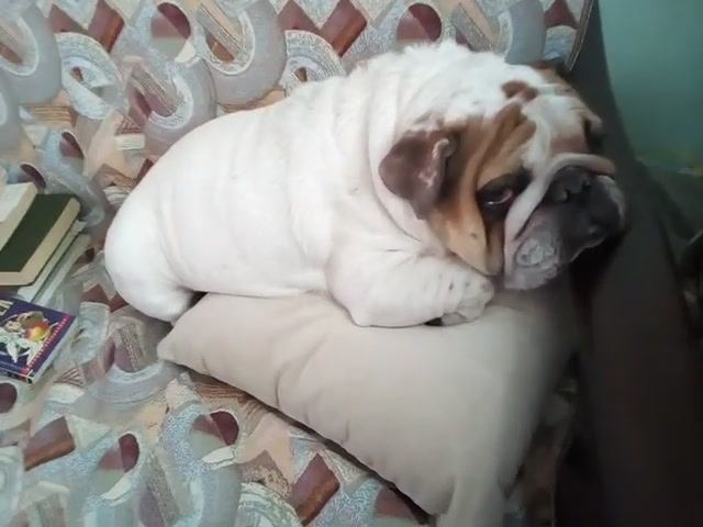 Английский бульдог отдыхает. bulldog.