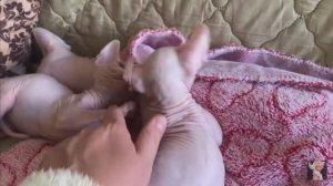Котятки Канадский Сфинкс играют