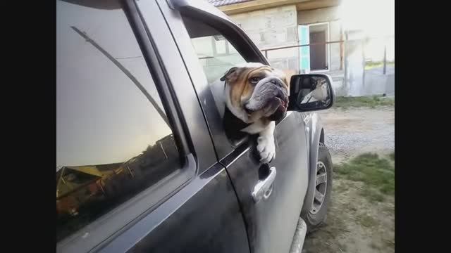 Английский бульдог приехал в гости. bulldog