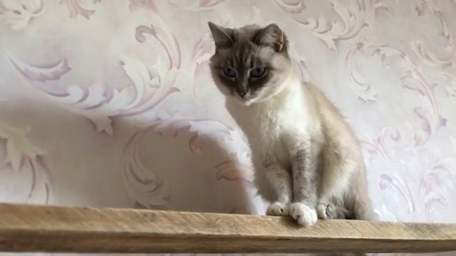 Кошка Муся очень любит пить кефир