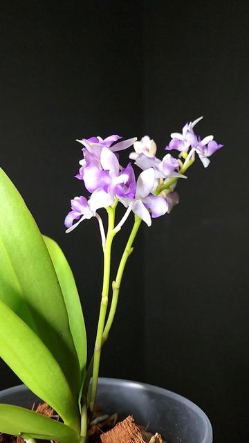 Dtps. Tzu Chiang Sapphire