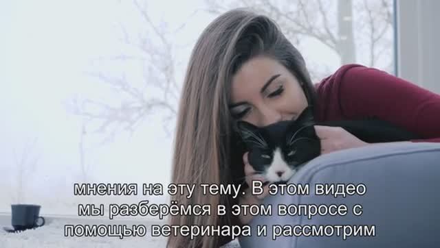 Могут ли кошки есть хлеб