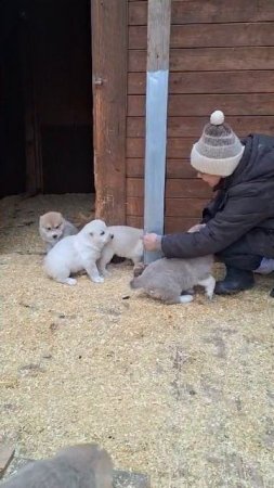 Рождение новых звездочек! 🌟 Щеночки готовы покорить ваши сердца!