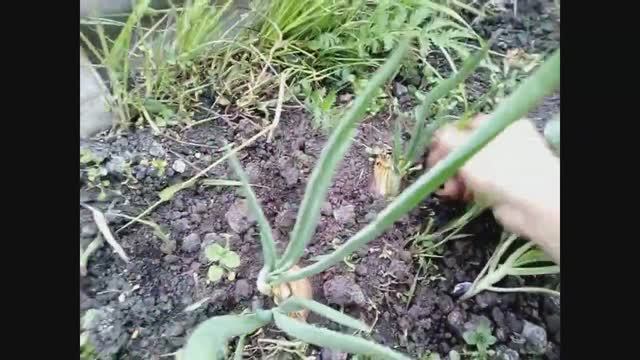 Нет лука- севка?