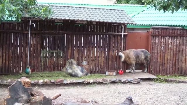 Сычуанский Такин в Московском Зоопарке