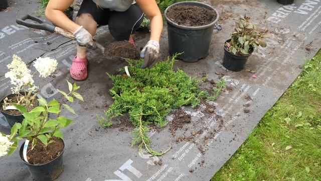Устройство композиции из хвойных в каменной отсыпке.