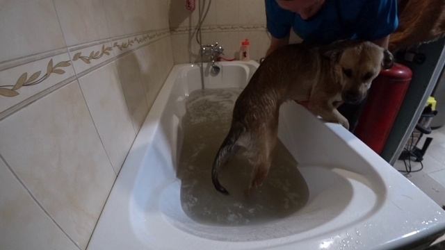 Купаю киску с сабакой