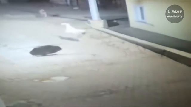 Кангал Против Трех Волков, Медведя, Питбуля, Дого Аргентино!