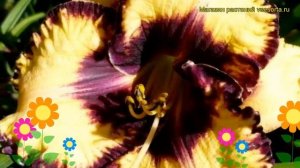 Лилейник гибридный Мусака. Краткий обзор, описание характеристик hemerocallis Moussaka