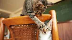 Улыбнись с котиками: лучшие смешные моменты! Кошачьи курьезы: когда питомцы рассмешили всех!