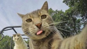 Смешные и забавные кошки, которые рассмешат до слез любого