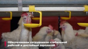 Сегмент ‭«Птицеводство»