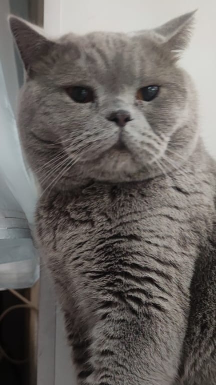 Британец играется