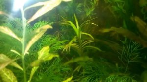 Домашний аквариум. Аквариумные рыбки и аквариумные растения Видео подписчика