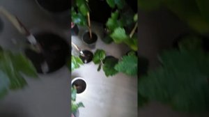 Мои саженцы. Сорта винограда и внешний вид.