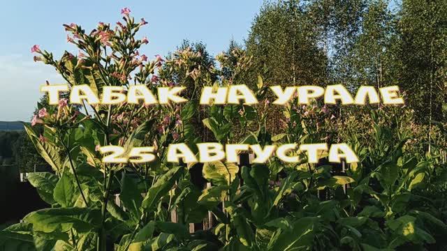 Табак на Урале 25 августа.