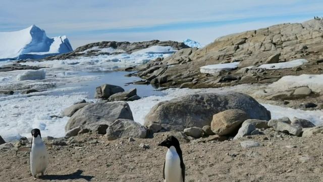 Пингвины на дороге по пути к берегу. Penguins on the road to the shore.