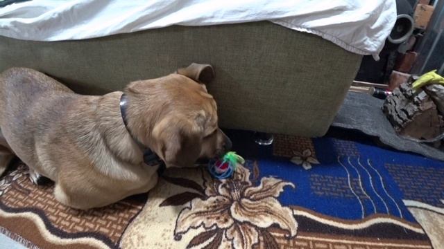 Посылка для кошки с Китая.