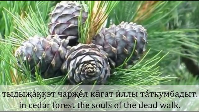 Cedar is a miracle tree. Story in Southern Selkup by Zoya Baskonchina
