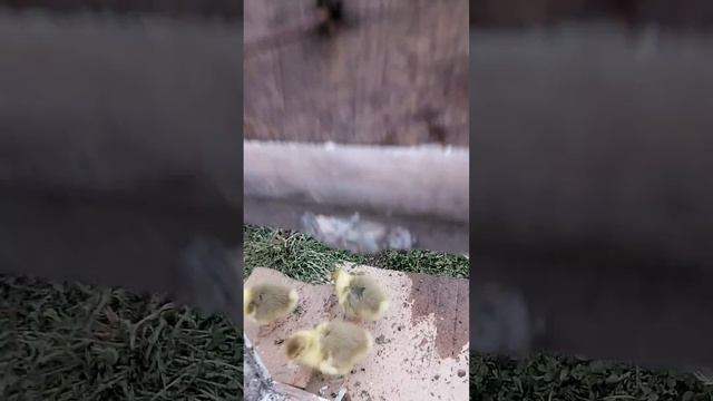 Гусята губернаторские смешанные с линдой