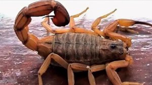 Бразильский жёлтый скорпион.
