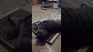 Лучшие когтеточки-когтедралки!❤️