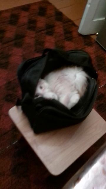 Кошка тут случайно оказалась .