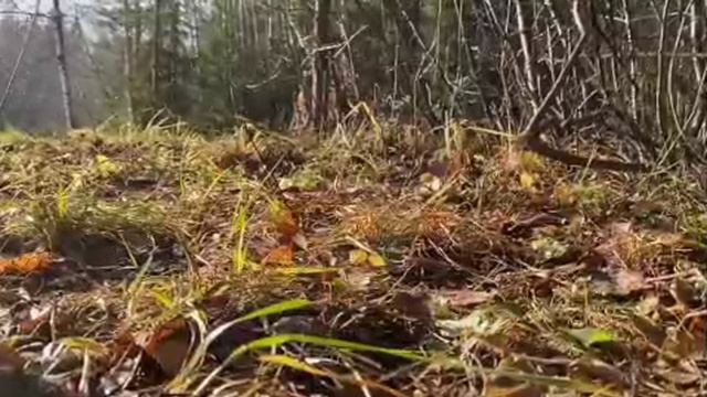 Поход с факелами. ДетиЛюбятПоходы