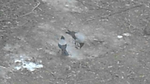 Вороны пили талую воду, размачивали в ней еду. DSCN6022