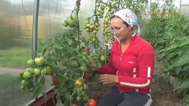 6 соток 13 августа 2020 года. Помидоры в теплице, пицца на мангале. Крепление карниза к фальш окну.
