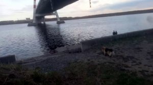 Прогулка с Корги вдоль реки