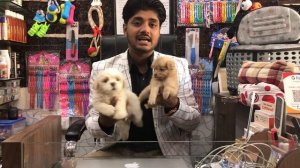 Wonderful Lhasa apso puppies call 7275863266/ 9140752208