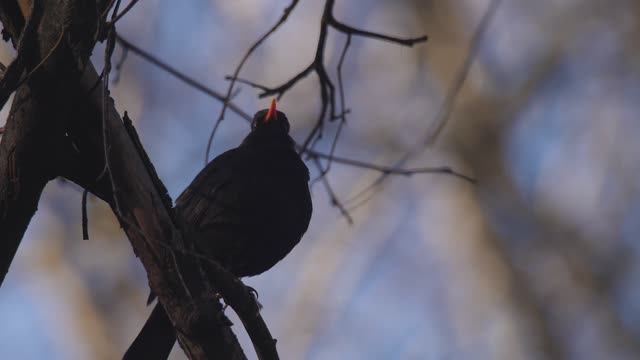 "Как спрятать свой дом?"
3 серия - Очарование живой природы