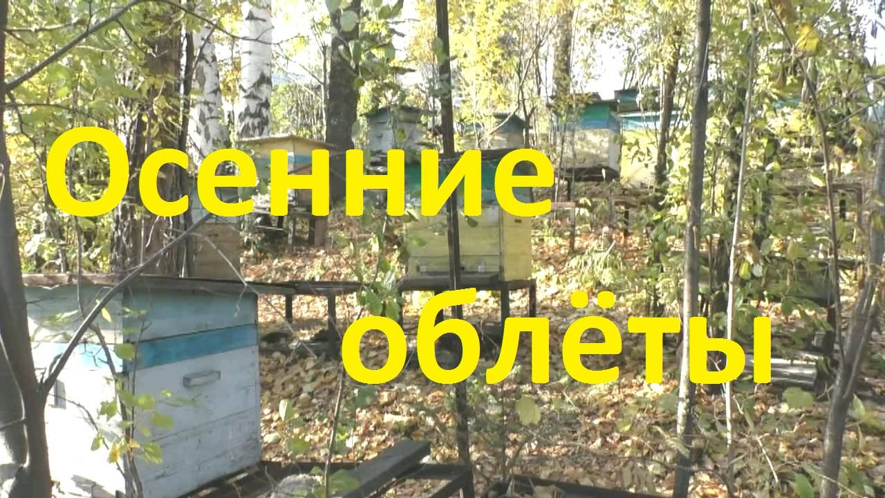 Очень важно для пчел осенью