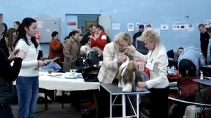 лхаса апсо