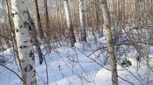 Проверка капканов часть 〽️ 14,соболюшка.