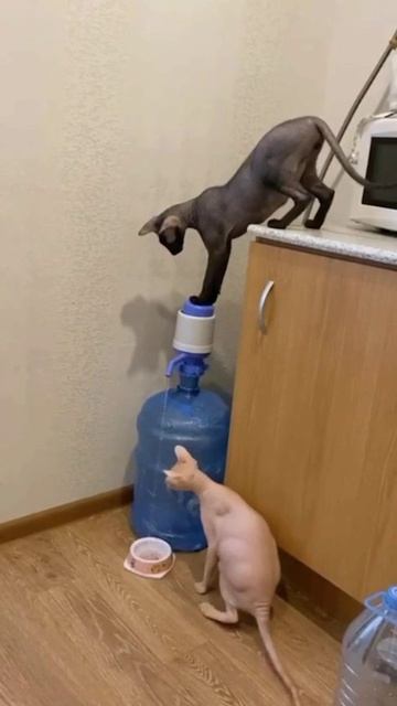 ОПГ на водопое 😹