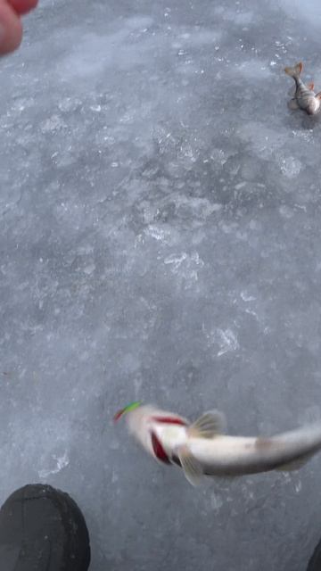 ПОКЛЕВКА СУДАКА НА БАЛАНСИР ПРИ ЛОВЛЕ ОКУНЯ!!!